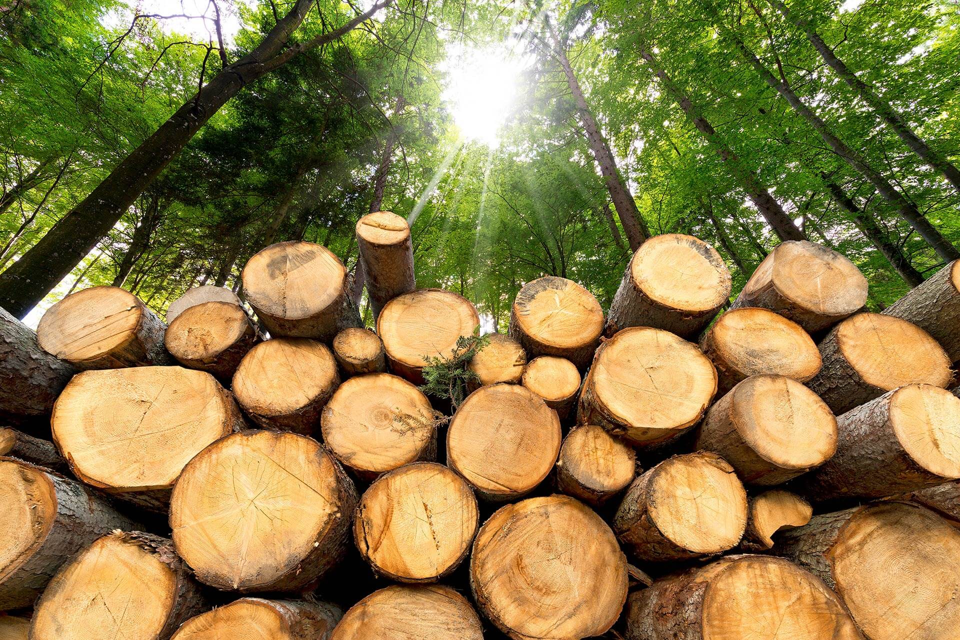 ASP.NET Core structured logging – part 1: introduction - David Guida ASP.NET Core structured logging – part 1: introduction - David Guida